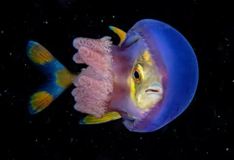 The winners of Underwater Photographer of the Year 2018