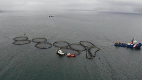 Nearly 50,000 salmon escaped from storm-damaged fish farm - BBC News