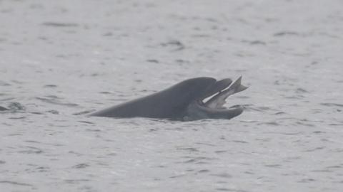New Quay: Fish has its chips and becomes dolphin's dinner - BBC News