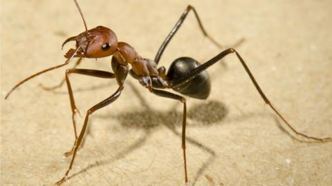 Ants use Sun and memories to navigate - BBC News