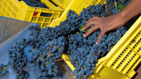 Nutrition : Les 20 fruits les plus sains - BBC News Afrique