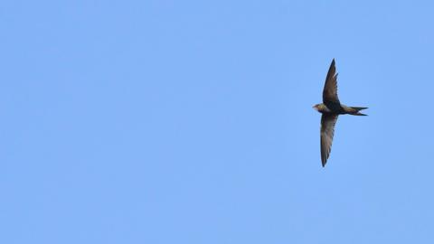 Swift tower in Cardiff Bay gives birds a starter home - BBC News