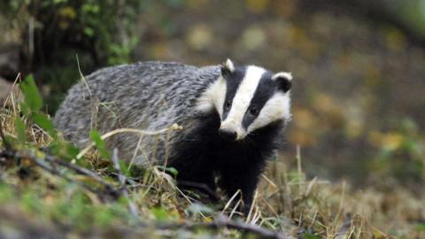 'Angry badger' leaves tunnel at 500-year-old castle - BBC News