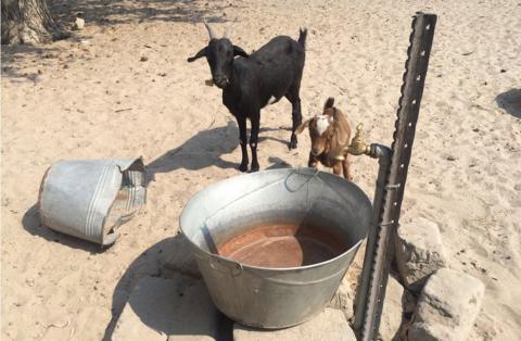 COP21: Namibia on frontline of drought battle - BBC News