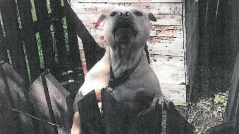 David Ellam death: Man jailed over fatal dog attack - BBC News