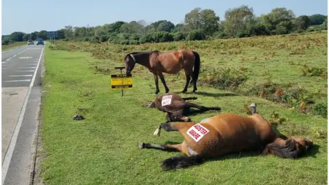New Forest mare killed two days after foal on same road