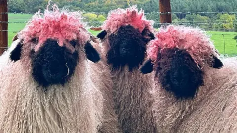 Cannon Hall Farm: Barnsley flock flaunt pink hair-do in sheep feeder mishap