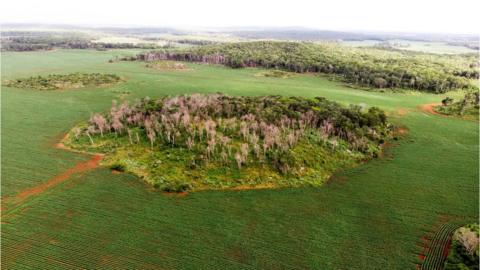 Leydy Pech, la "guardiana de las abejas" que le ganó una batalla a ...