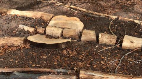 Giant stick skeleton coming to Eden Project - BBC News