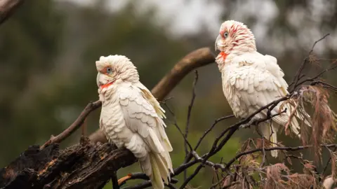 Australia corella deaths: Dozens of birds found in suspected poisoning