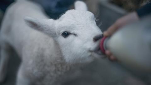 'Chimera manusia-hewan', mengapa Jepang jadi negara pertama yang ...