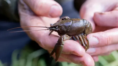 Derbyshire crayfish relocated in bid to protect rare species