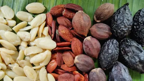 The little-known nut that may save at-risk rainforests