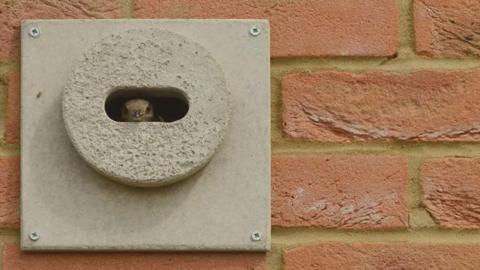 Move to install 'swift bricks' in new Rushcliffe homes - BBC News