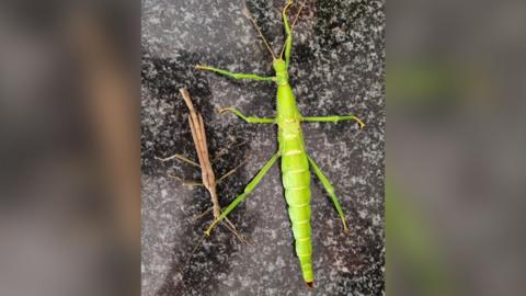 Natural History Museum confirms stick insect is male and female - BBC News