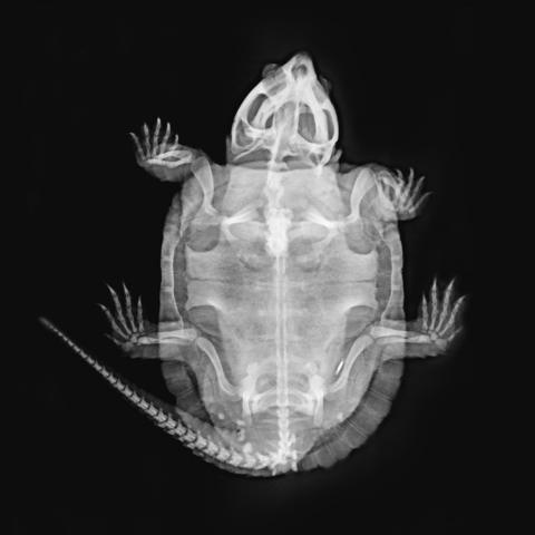 ZSL London Zoo shares animal X-rays - BBC News