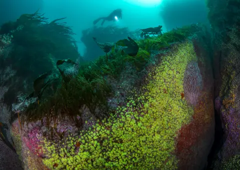 Underwater Photographer of the Year