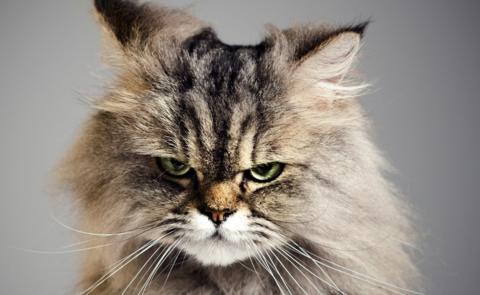 Spying whales and other undercover animals - BBC News