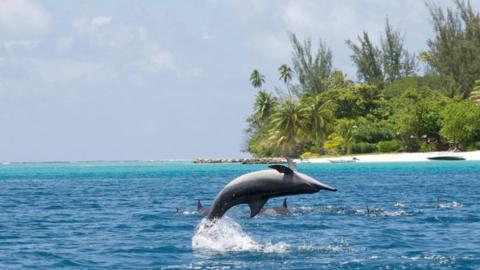 ¿Cuáles son los animales que pueden saltar más alto? - BBC News Mundo