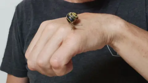 Nottingham: Newly discovered rare 'lefty' snail looking for love