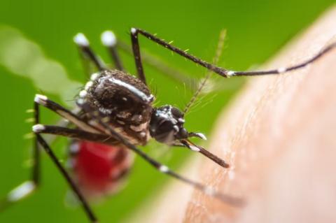 Por que mosquitos picam mais algumas pessoas que outras - BBC News Brasil