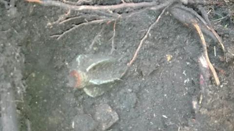 Grandad's grenade kills US man and injures teens - BBC News
