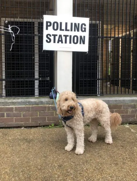Local elections 2024: Dogs at polling stations