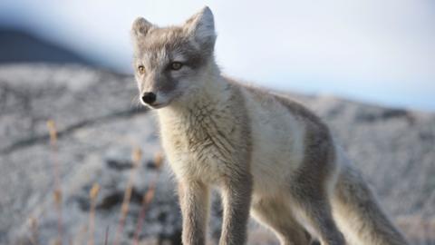 Scientists 'speechless' at Arctic fox's epic trek - BBC News