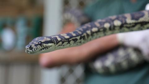 Drug-addicted python rehabilitated by Australian prisoners - BBC News