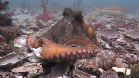 Fighting octopuses 'change colour to signal intent' - BBC News
