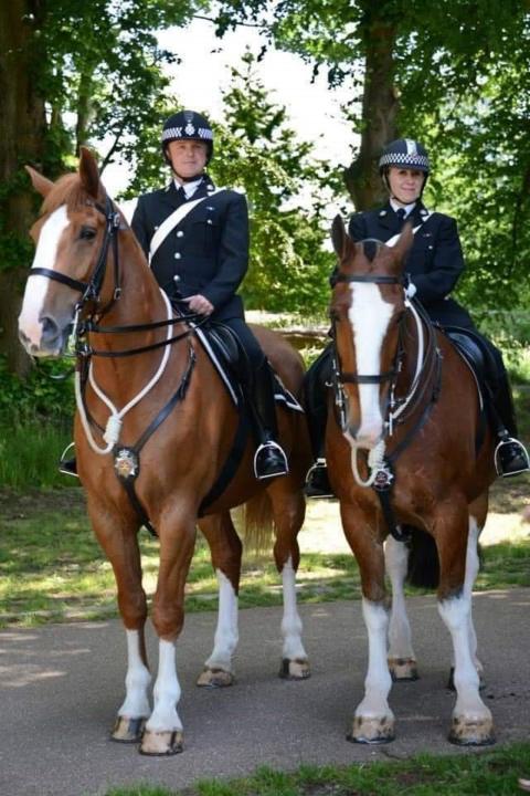 Police horses bolt stable door on star-studded careers - BBC News