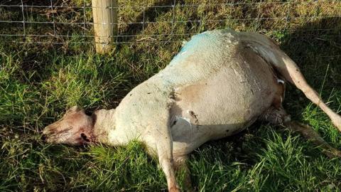 County Down: Sheep killed in 'brutal' repeat attack - BBC News