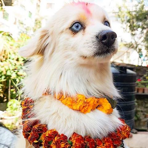 Nepal festival celebrates 'day of the dogs' - BBC News