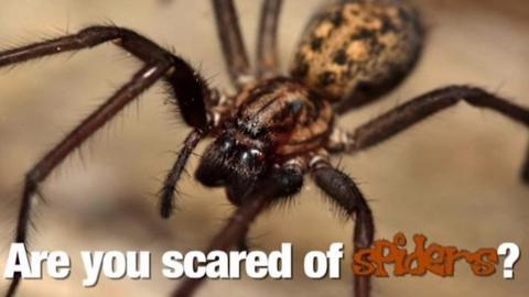 Call to conserve 'crucial' rare Wales spider species - BBC News