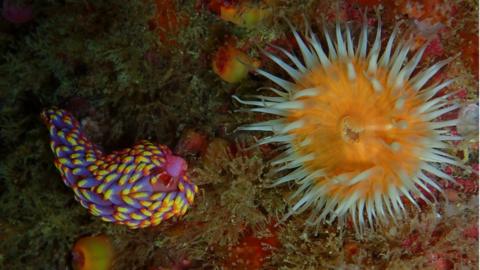 Rare sea slug thought to be first for UK waters - BBC News