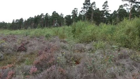 Kirkconnell Flow ancient peat bog makes 'remarkable' recovery