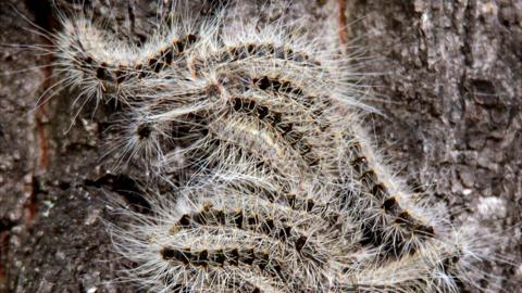 Oak processionary moth pest discovered on Cardiff trees - BBC News