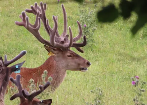 Your pictures of Scotland: 7 July to 14 July