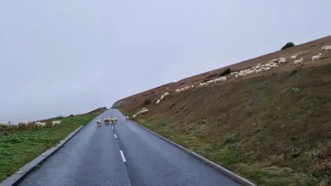 Freshwater Bay: Drivers warned as 50 sheep escape onto road