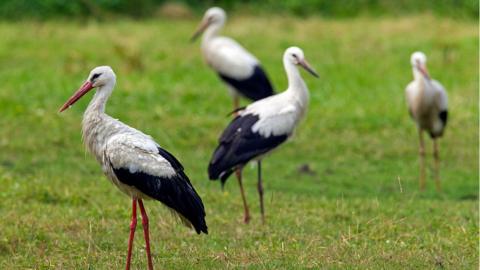 Rare stork chicks born in UK for first time in 600 years - BBC Newsround