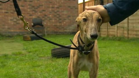 Immingham Dogs Home hails 'amazing' response to TV appeal - BBC News