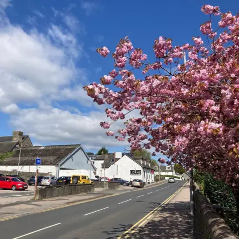 Scotland's pink cherry and apple blossom in pictures