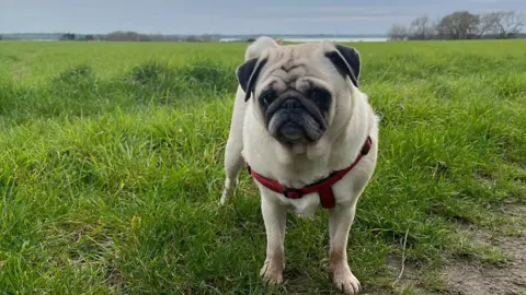 Ipswich pug with rare brain disease 'spins in circles'