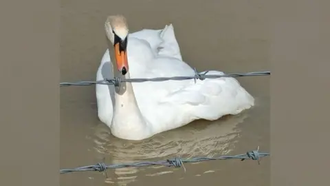 Caerphilly: Man denies dragging swan by neck through park