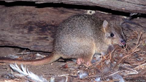 'Rewilding' may rescue vulnerable Australian animals - BBC News