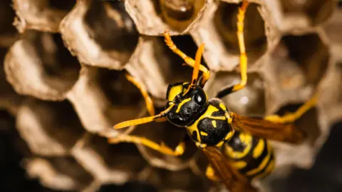 A wasp on a nest