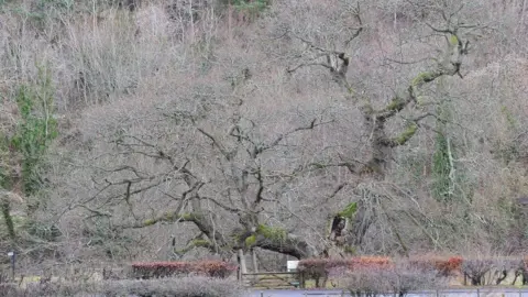 Emergency repairs carried out on ancient oak tree