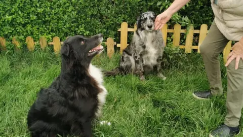 Somerset pet owner 'shaken' by suspected dog theft attempt