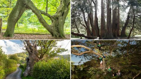 Nellie's Tree in Aberford named UK tree of the year - BBC News
