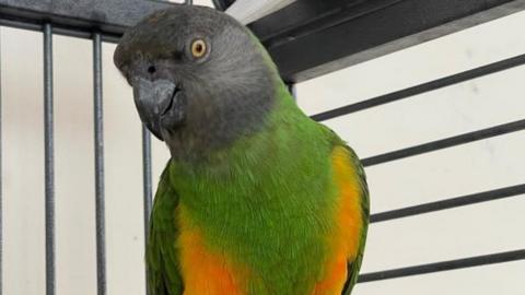 Parrot reunited with owner after seven years - BBC News